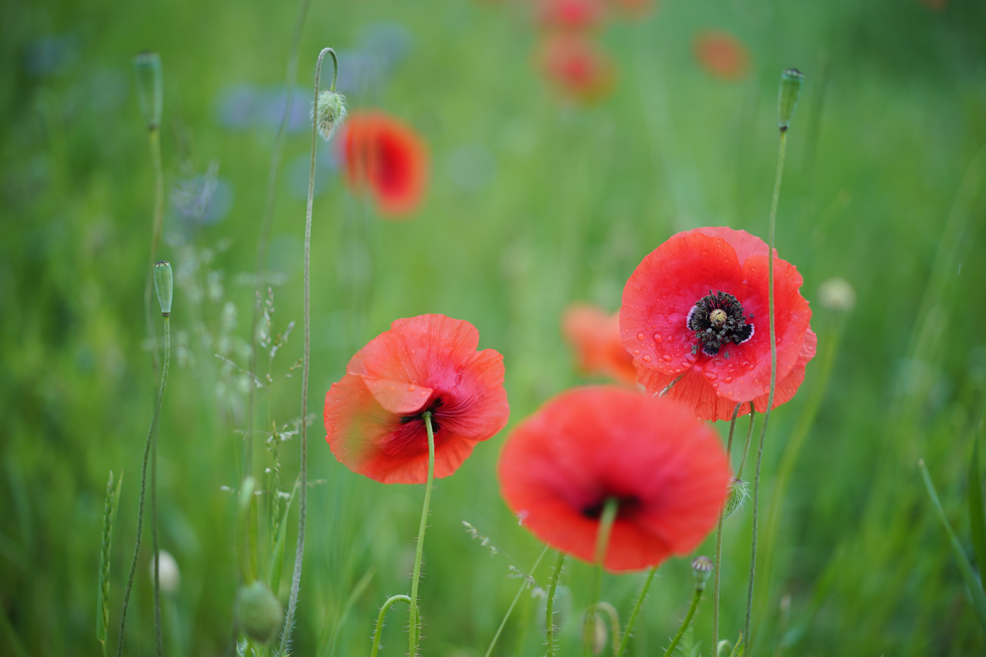 Blühende Mohnfelder in Hannover. Wunderschöne Mohn Fotos
