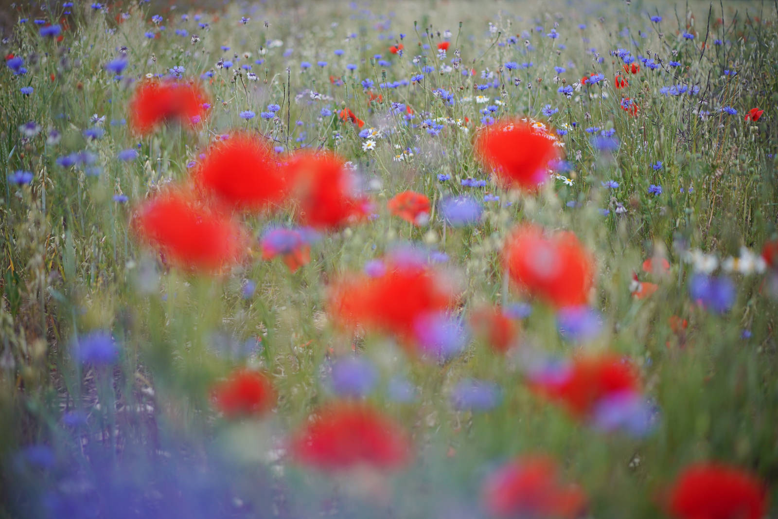 Blühende Mohnfelder in Hannover. Wunderschöne Mohn Fotos