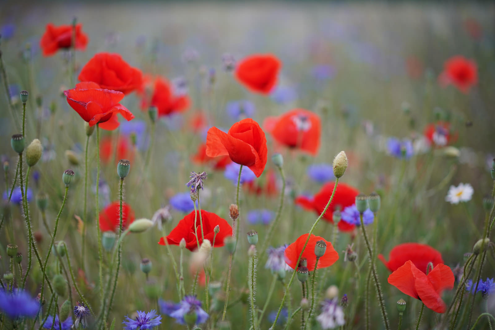 Blühende Mohnfelder in Hannover. Wunderschöne Mohn Fotos
